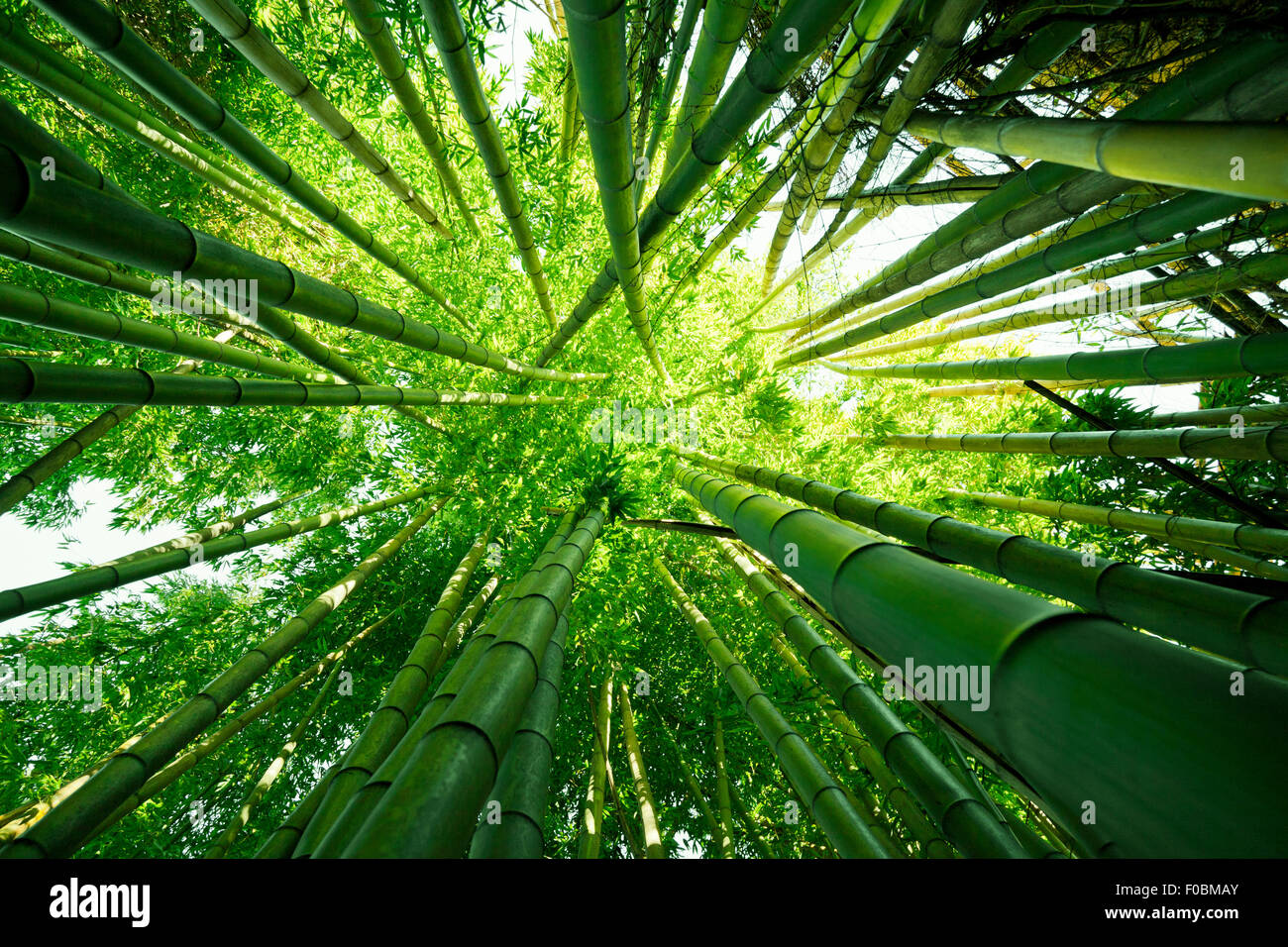 Lush green bamboo nature background Stock Photo - Alamy
