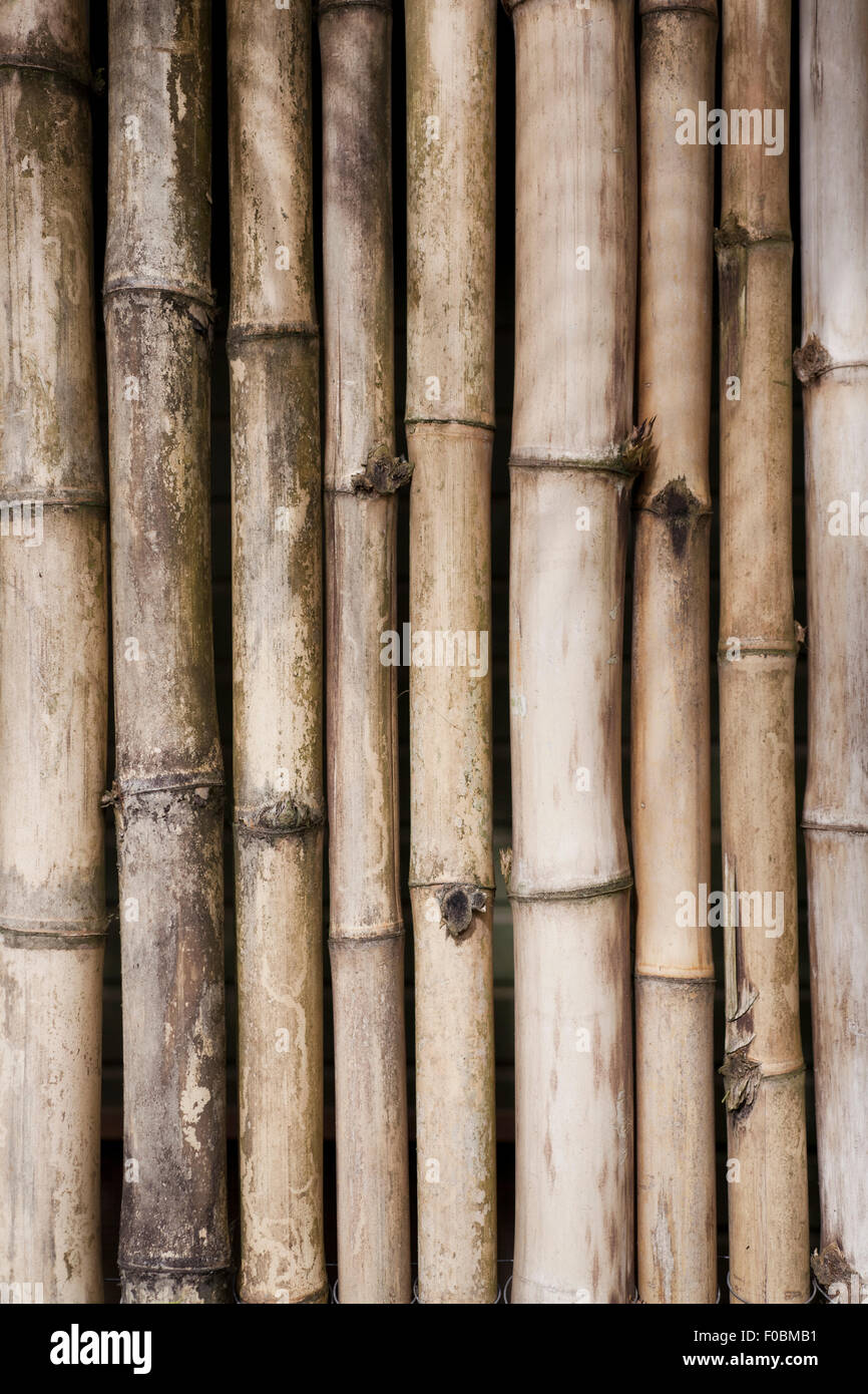 bamboo screen wall background Stock Photo - Alamy