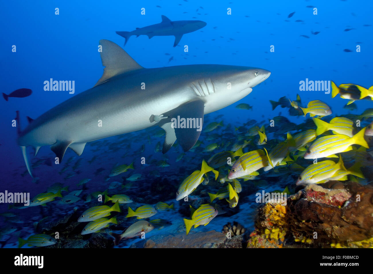 GREY REEF SHARK SWIMMING ON THE CORAL REEF Stock Photo - Alamy