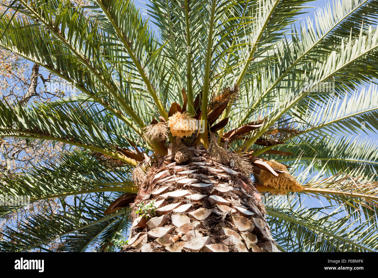 Palm tree cut out hi-res stock photography and images - Alamy