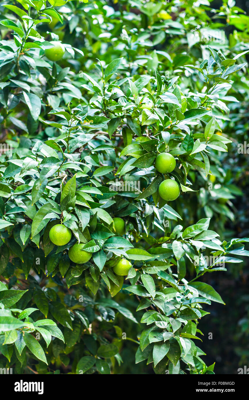 not yet ripe orange Stock Photo - Alamy