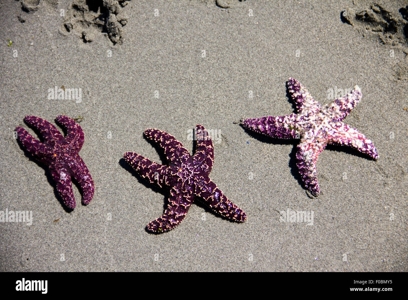 Three british stars hi-res stock photography and images - Alamy