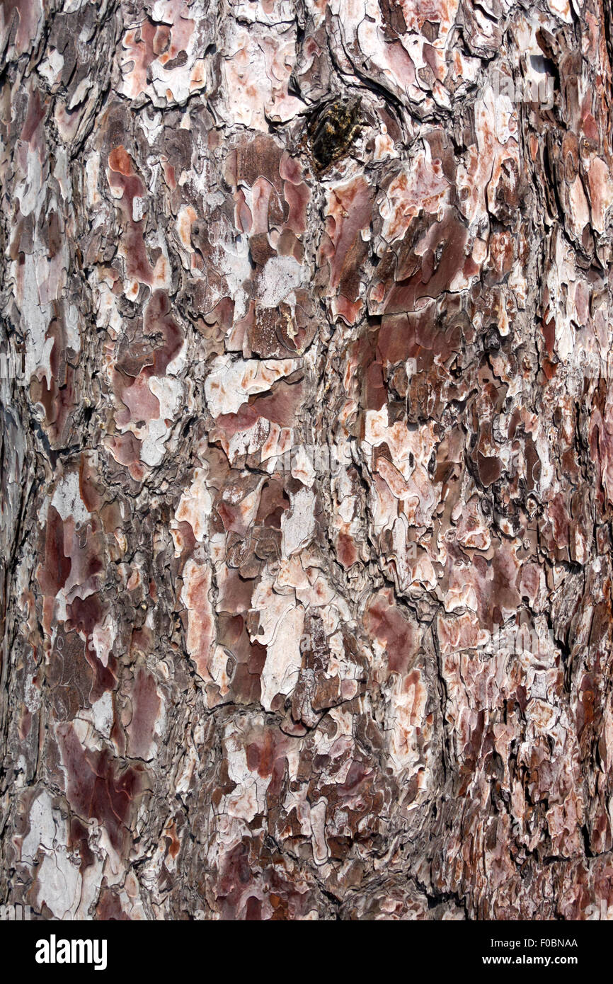 pine bark texture Stock Photo - Alamy