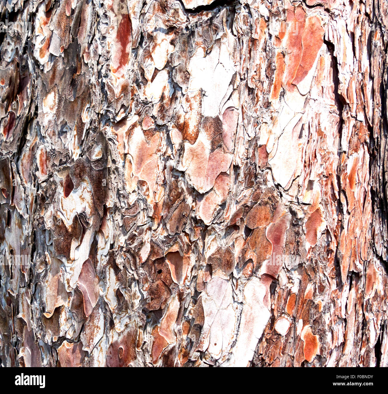 pine bark texture Stock Photo - Alamy