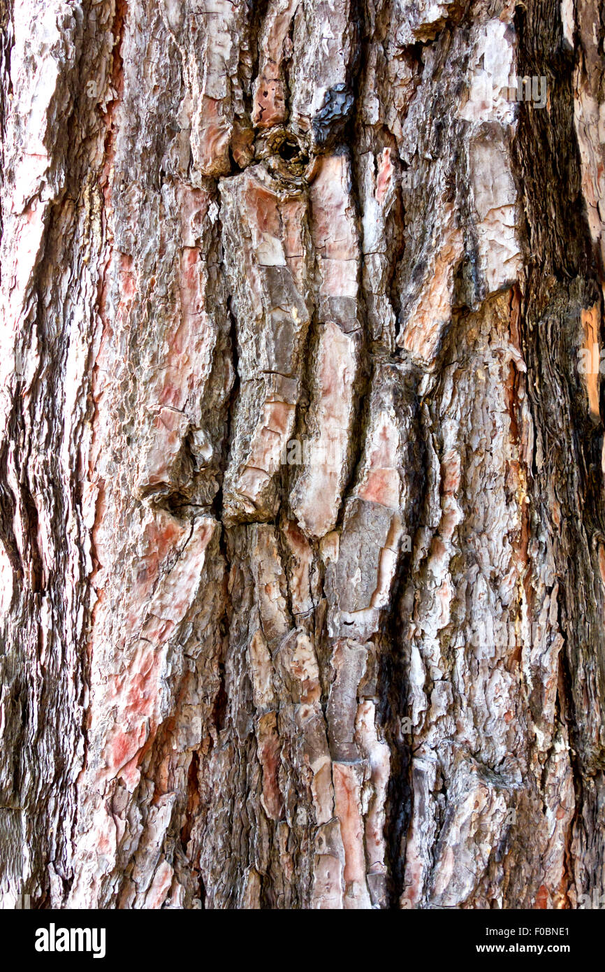 pine bark texture Stock Photo - Alamy