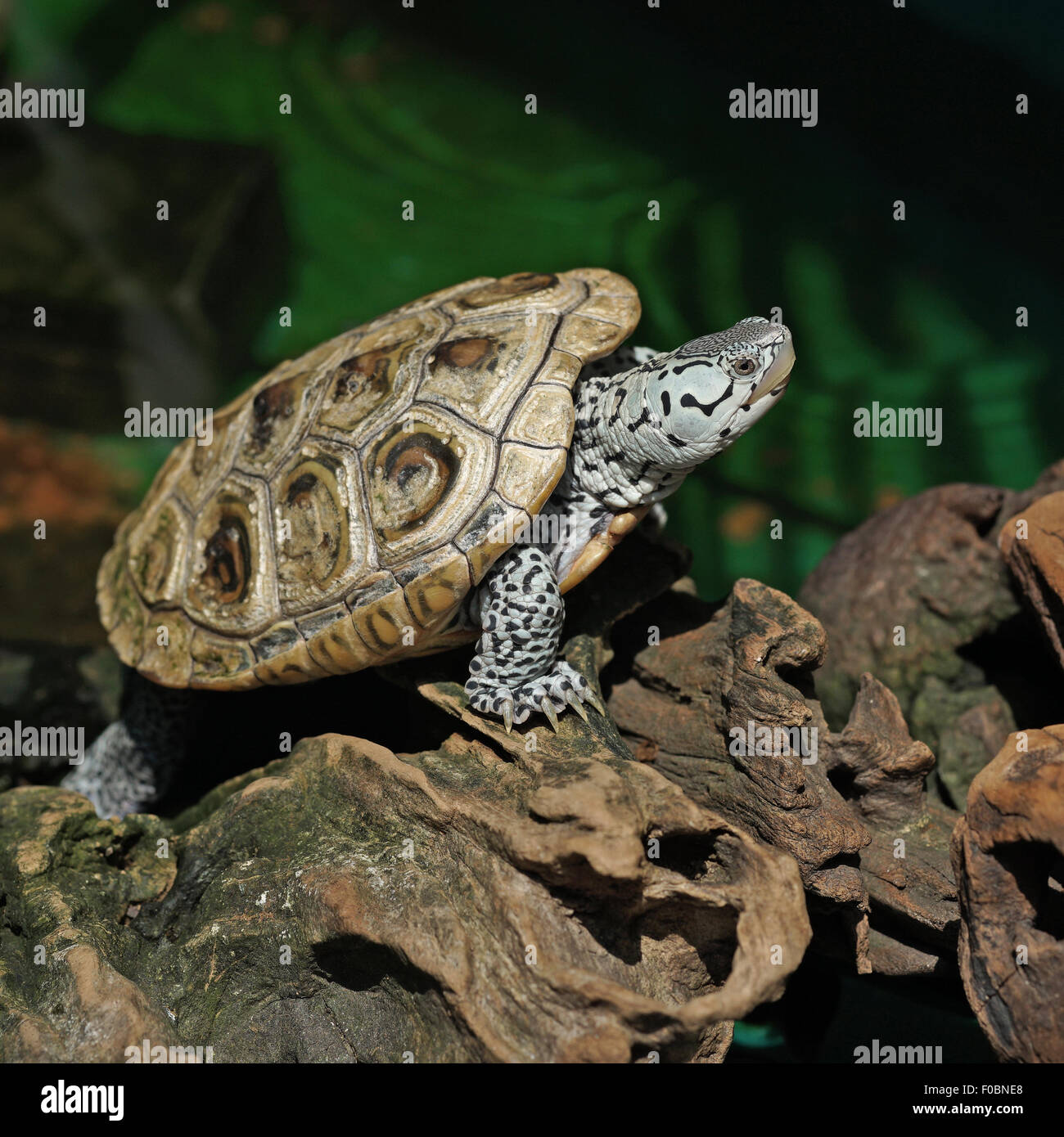diamondback terrapin tortoise with nature background Stock Photo - Alamy