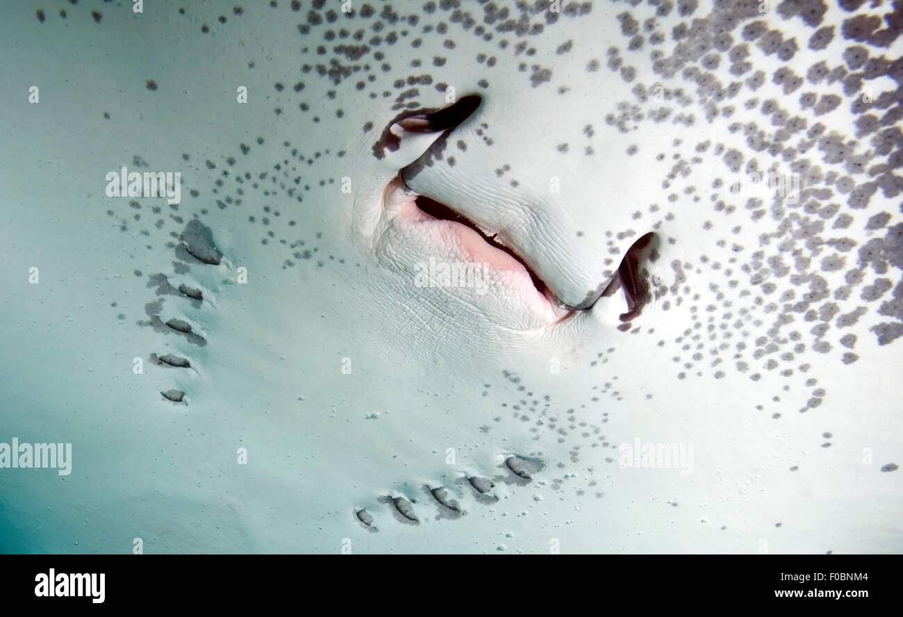 UNDER CLOSE-UP VIEW OF GREY STINGRAY MOUTH Stock Photo - Alamy