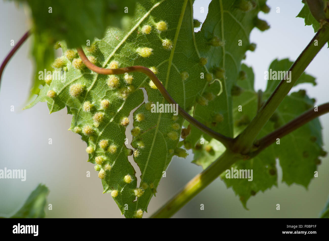 Eriophyes (colomerus vitis). Grapes desease. Attac on new leaves Stock Photo - Alamy