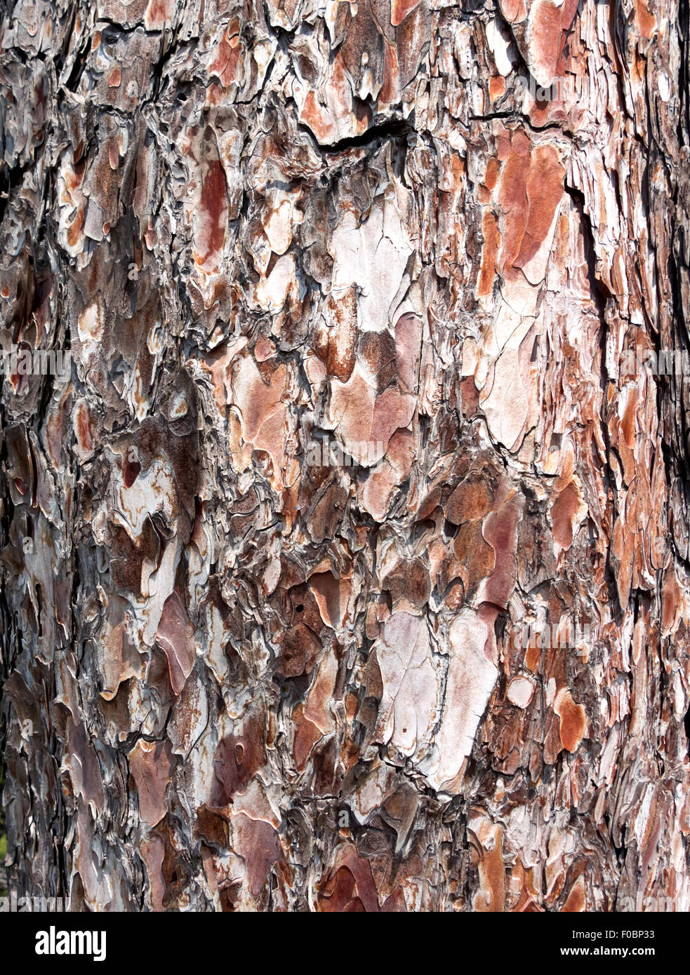 pine bark texture Stock Photo - Alamy