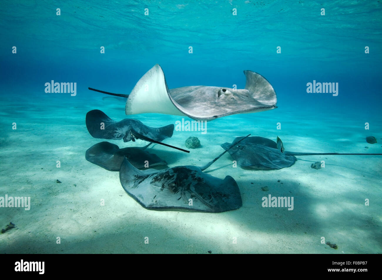 Rays fish hi-res stock photography and images - Alamy