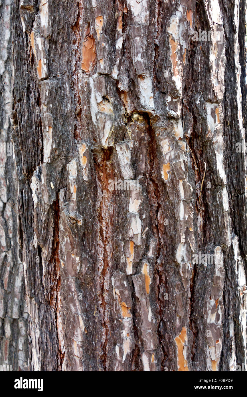 pine bark texture Stock Photo - Alamy