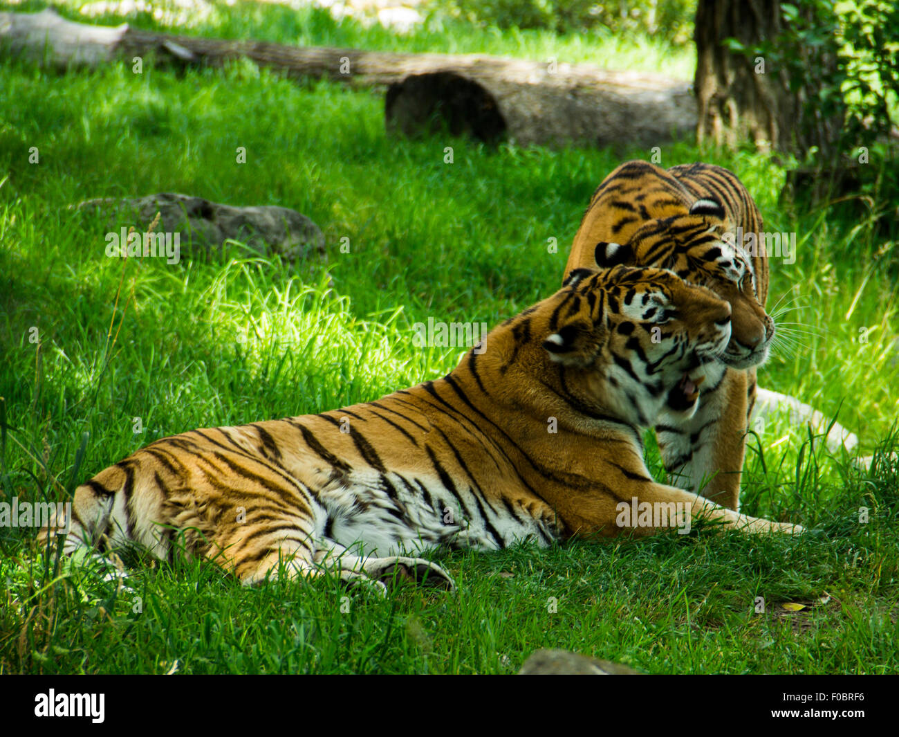 Male and female tigers being affectionate nuzzling Stock Photo - Alamy
