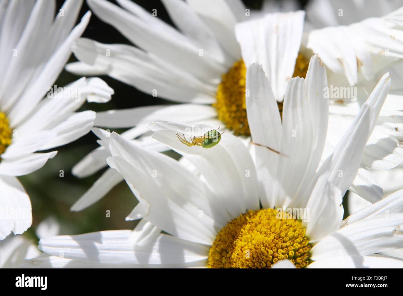 Green garden spider on its web crossing in front of daisies Stock Photo ...
