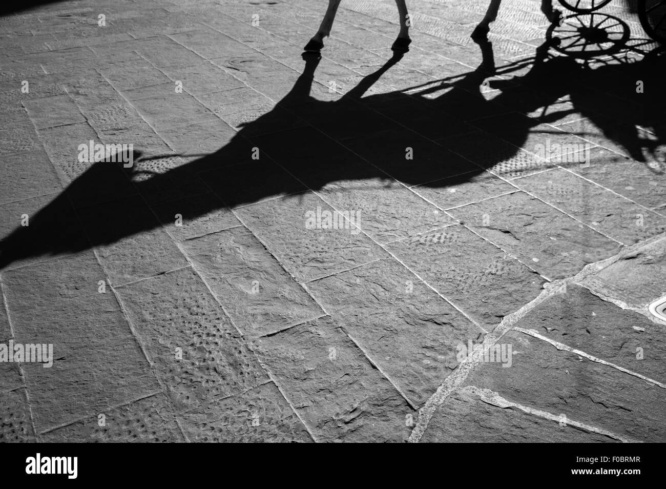 Horse walking up the cobblestone pavement of Florence, Italy Stock ...