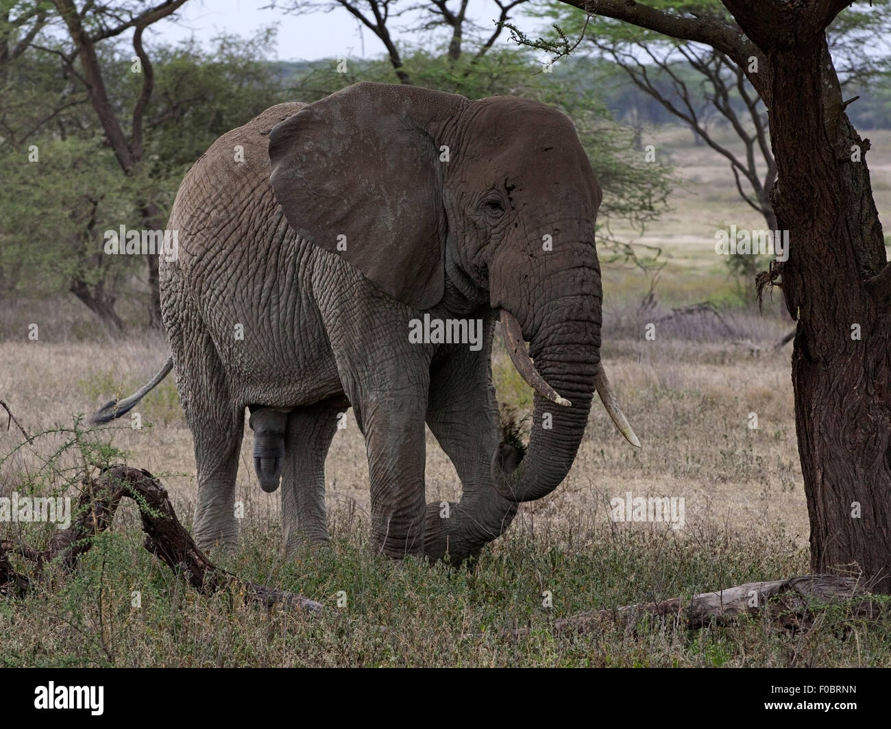 Male African elephant walking Stock Photo - Alamy
