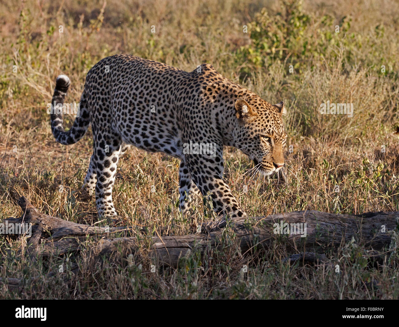 Leopard walking hi-res stock photography and images - Alamy