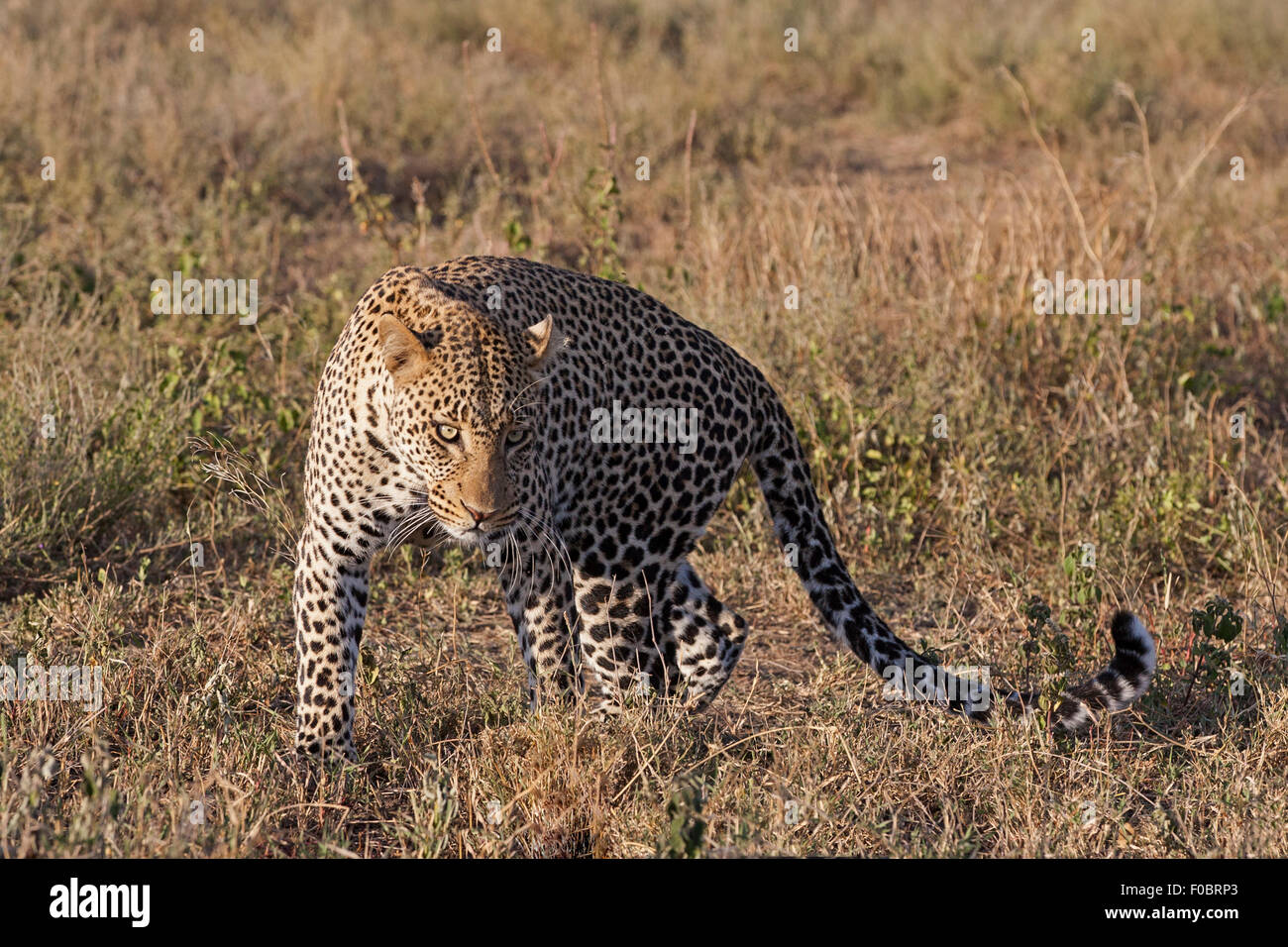 Leopard Standing High Resolution Stock Photography and Images - Alamy