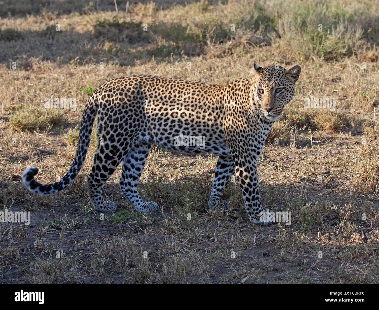 Leopard standing hi-res stock photography and images - Alamy
