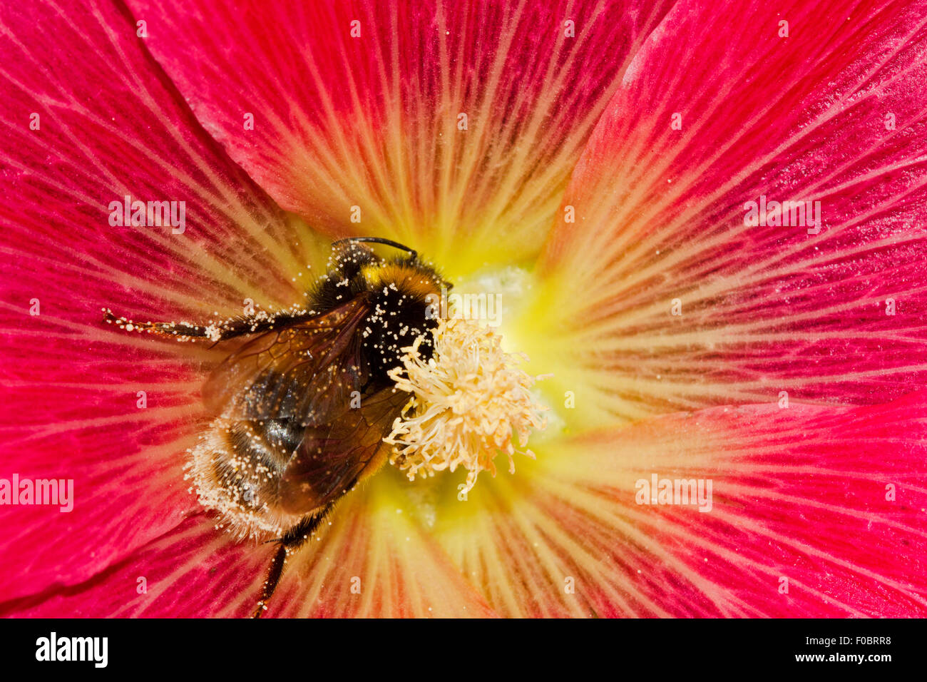 Large earth bumblebee (Bombus terrestris), covered with pollen, in the ...