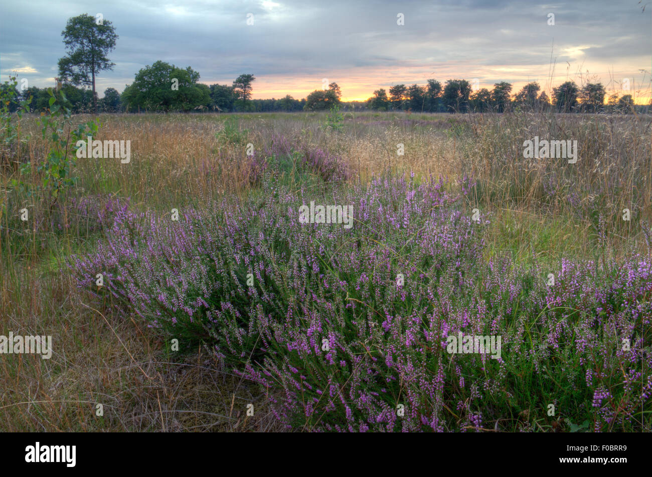 Flowering Heather (Calluna vulgaris) on a heath at sunset Stock Photo ...