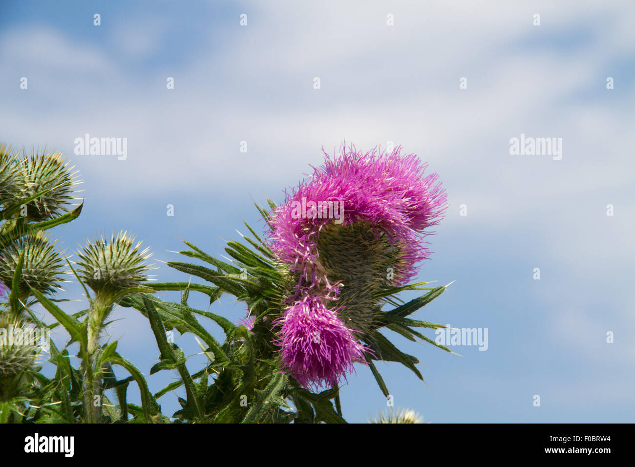 Purple flowers of Marsh thistle or European swamp thistle against a ...