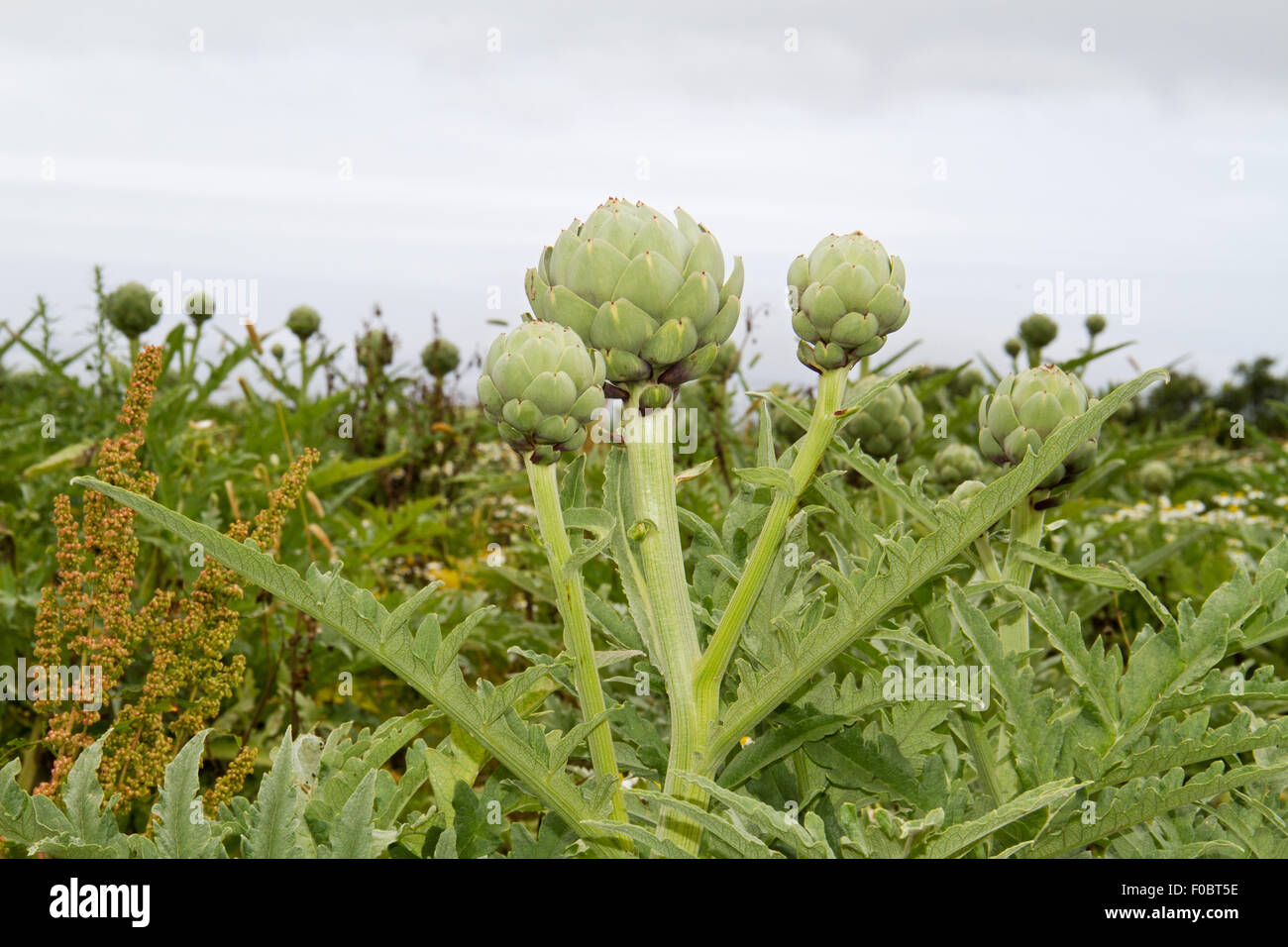 A field with Cardoon (Cynara cardunculus), also called the artichoke ...