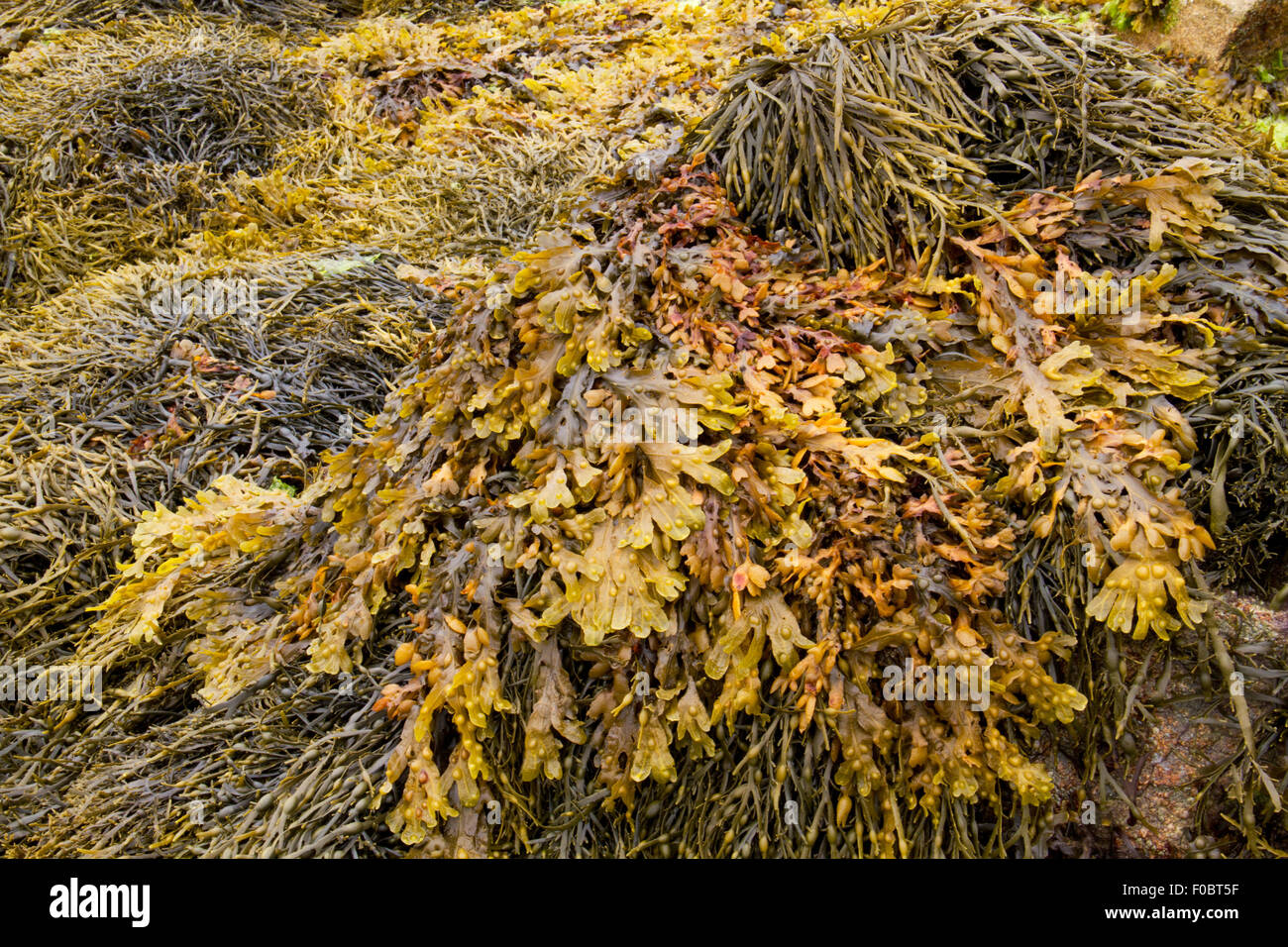 Seaweed covered rocks on the Atlantic coast of Brittany, France ...