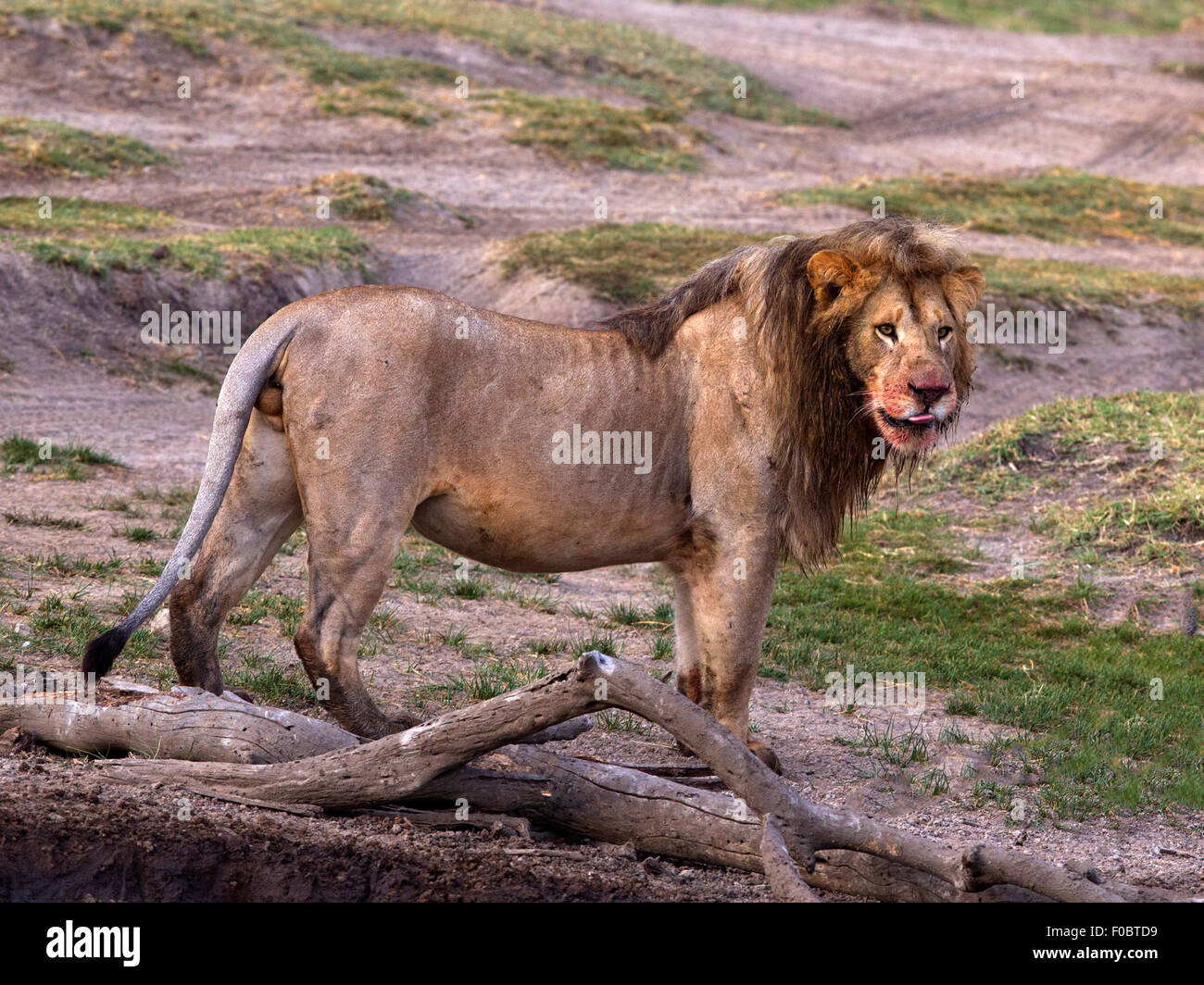 Male lion standing Stock Photo - Alamy