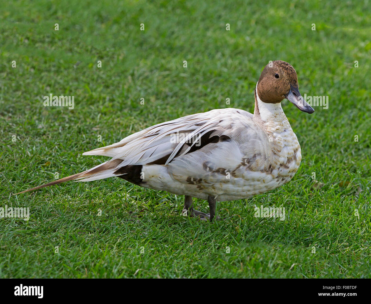 Standing Pintail Mounts