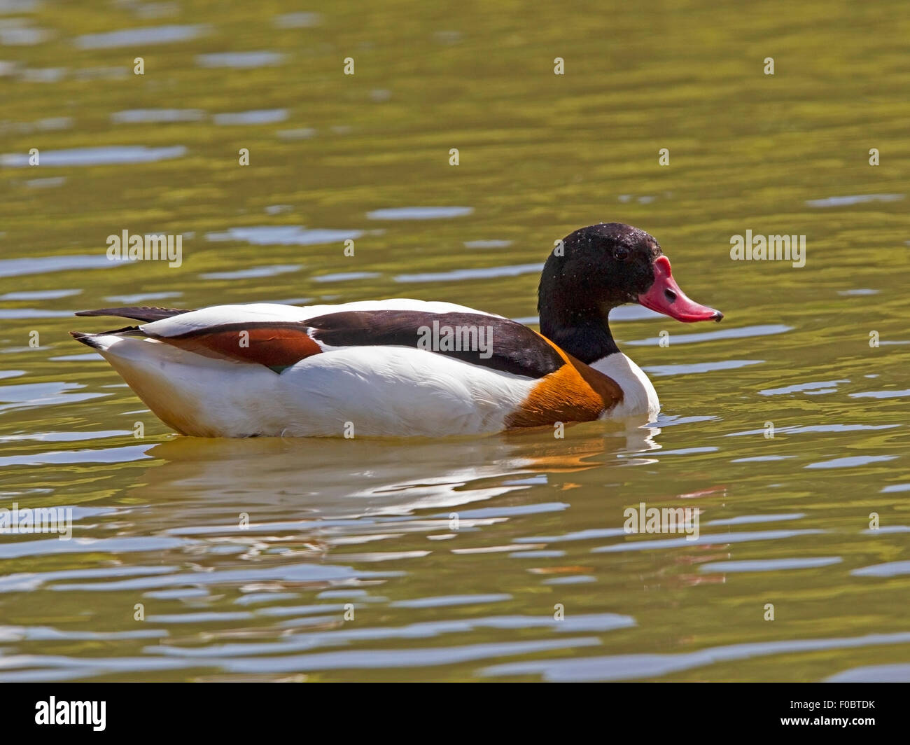 Male common shelduck swimming Stock Photo - Alamy