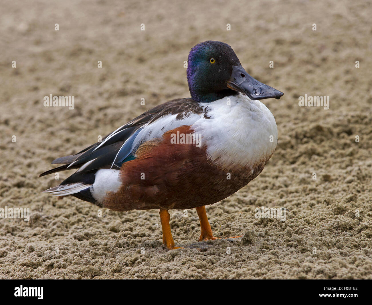 Male shoveler standing Stock Photo - Alamy