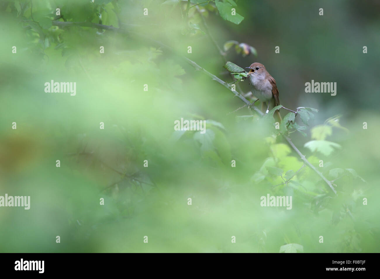 Nightingale singing hi-res stock photography and images - Alamy
