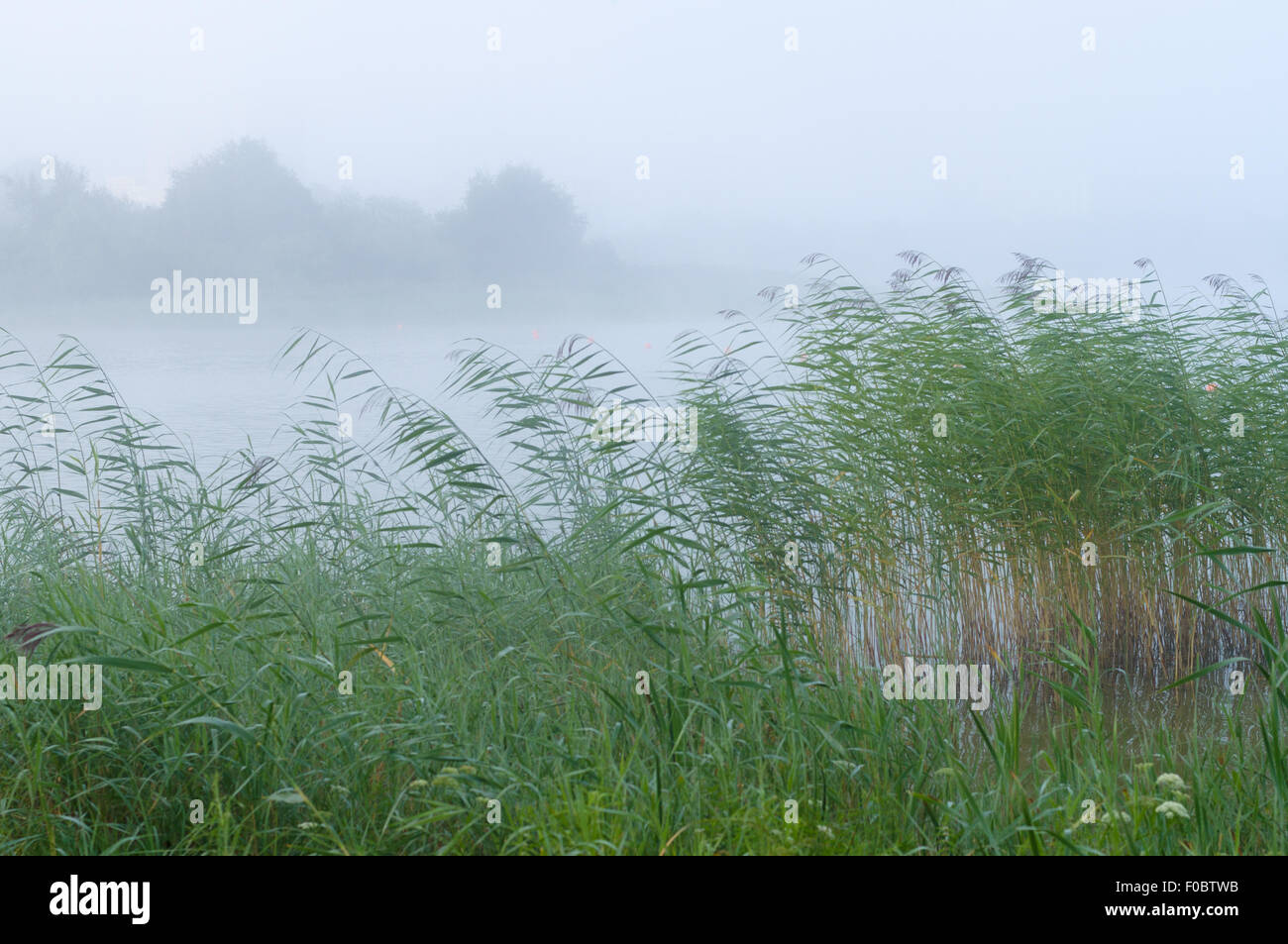 Morning fog over lake and high reed grass Stock Photo - Alamy