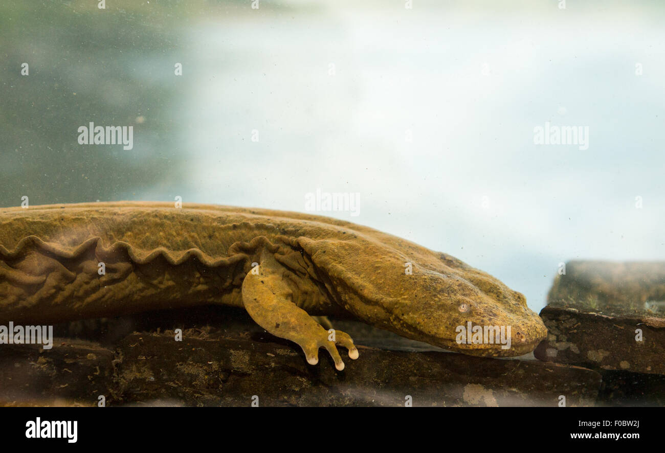 Hellbender Salamander Baby