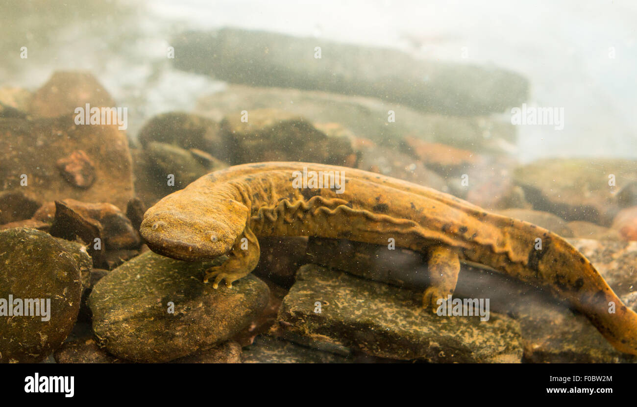 Hellbender hi-res stock photography and images - Alamy