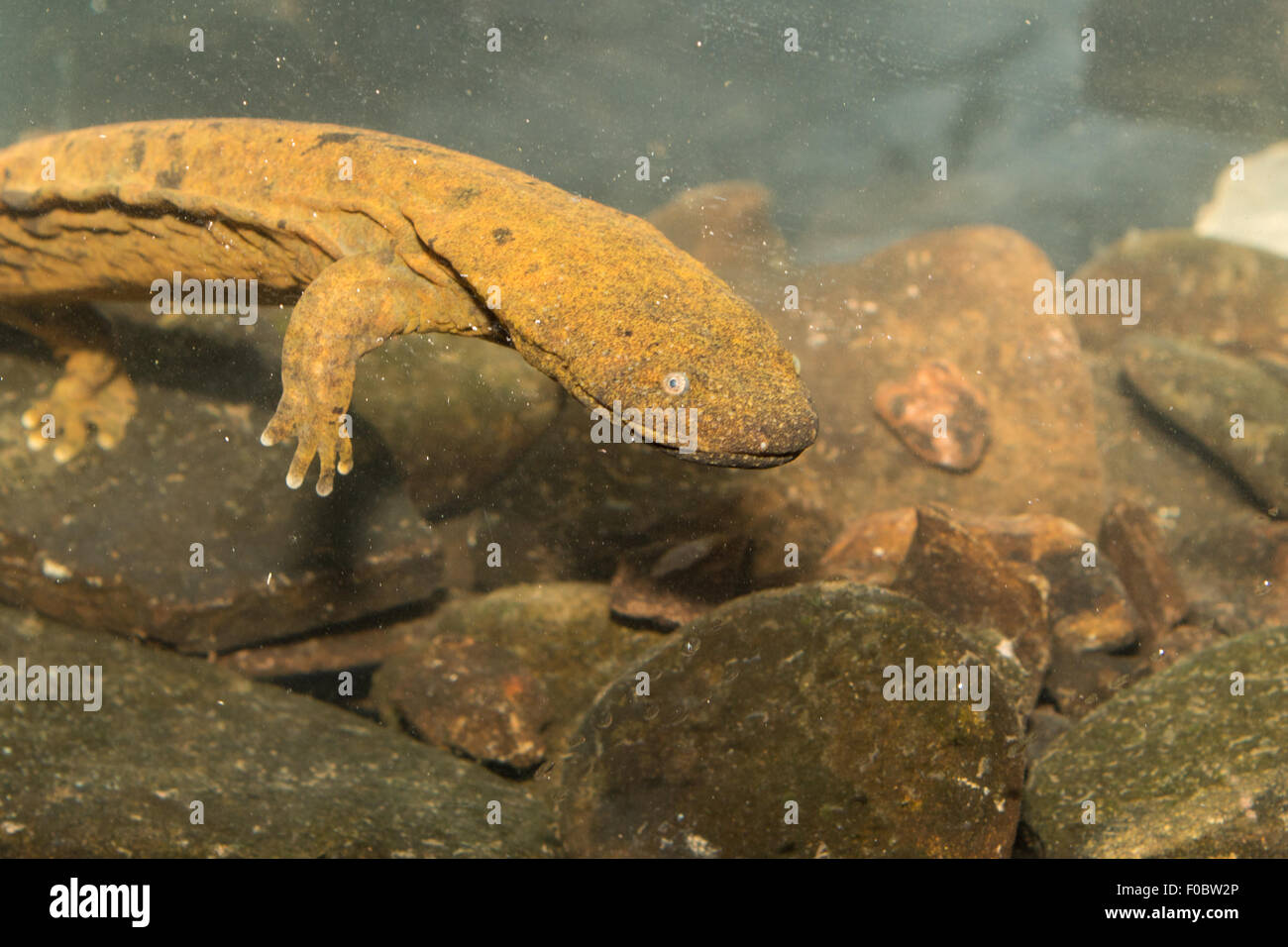 Eastern hellbender swimming - Cryptobranchus alleganiensis Stock Photo ...