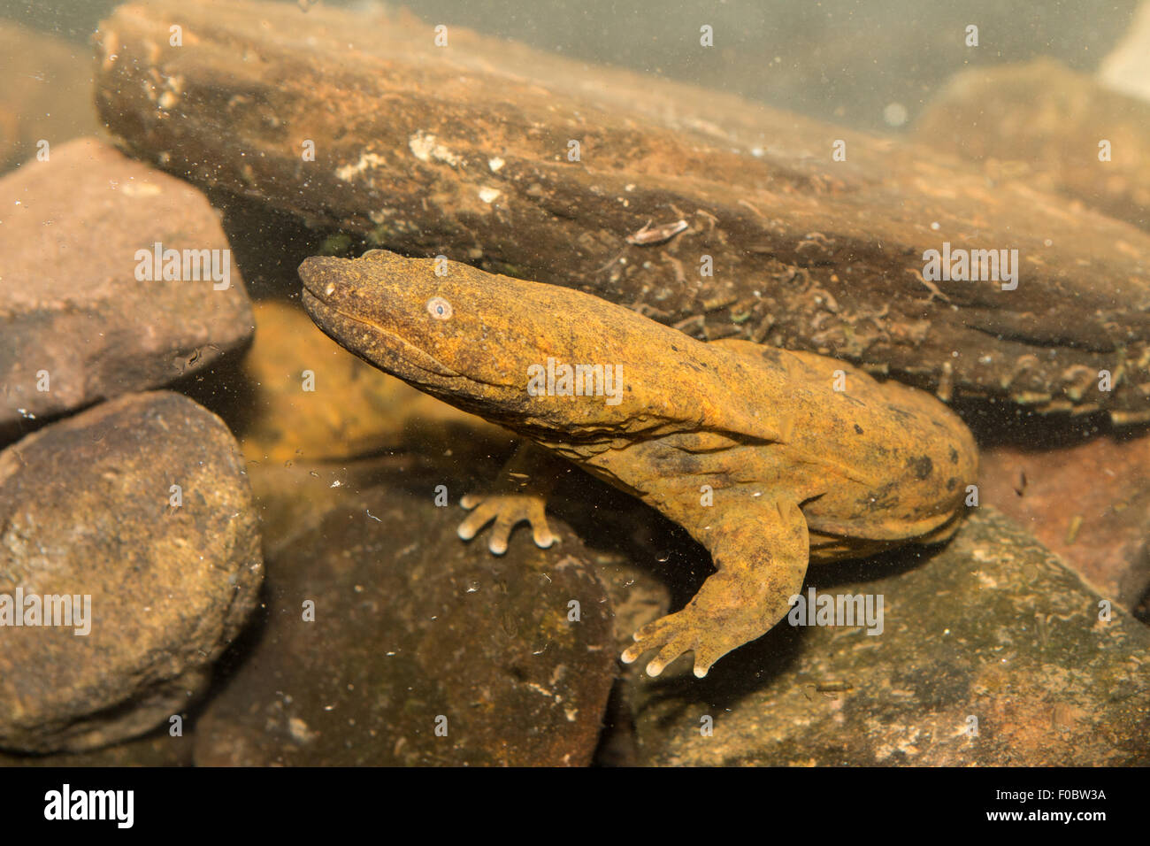 Hellbender salamander hi-res stock photography and images - Alamy