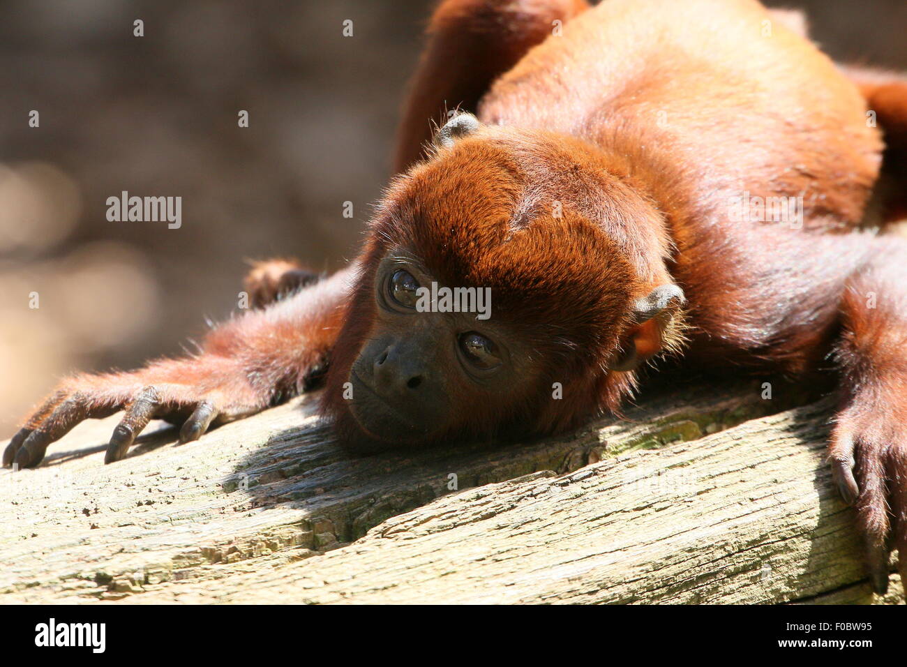 Melamcholy looking male Venezuelan red howler monkey (Alouatta ...
