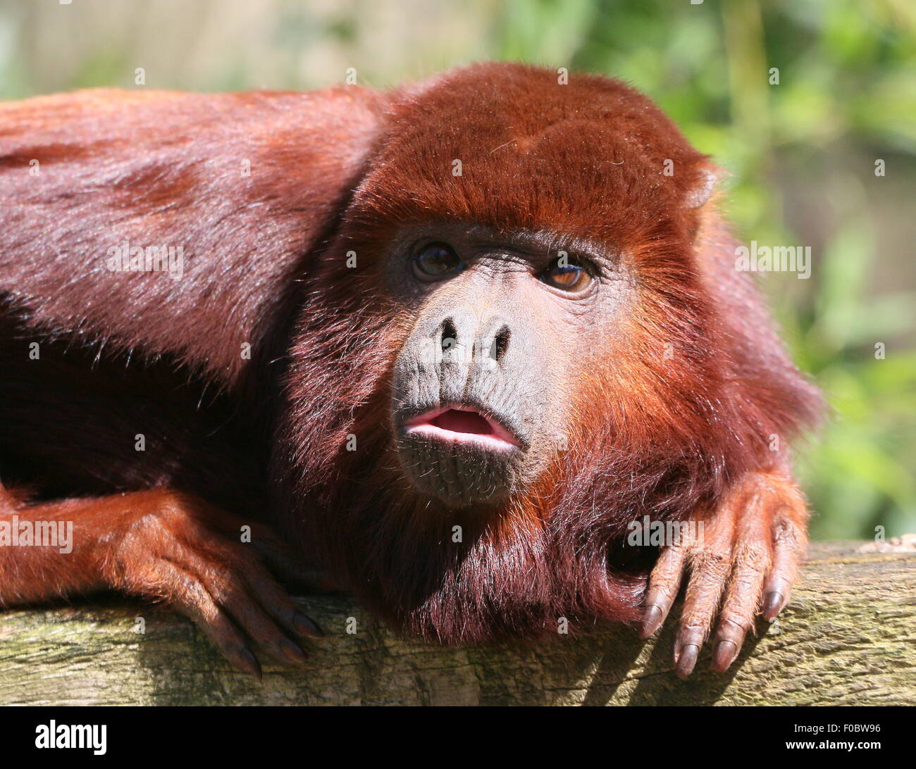 Red howler monkey mouth open hi-res stock photography and images - Alamy