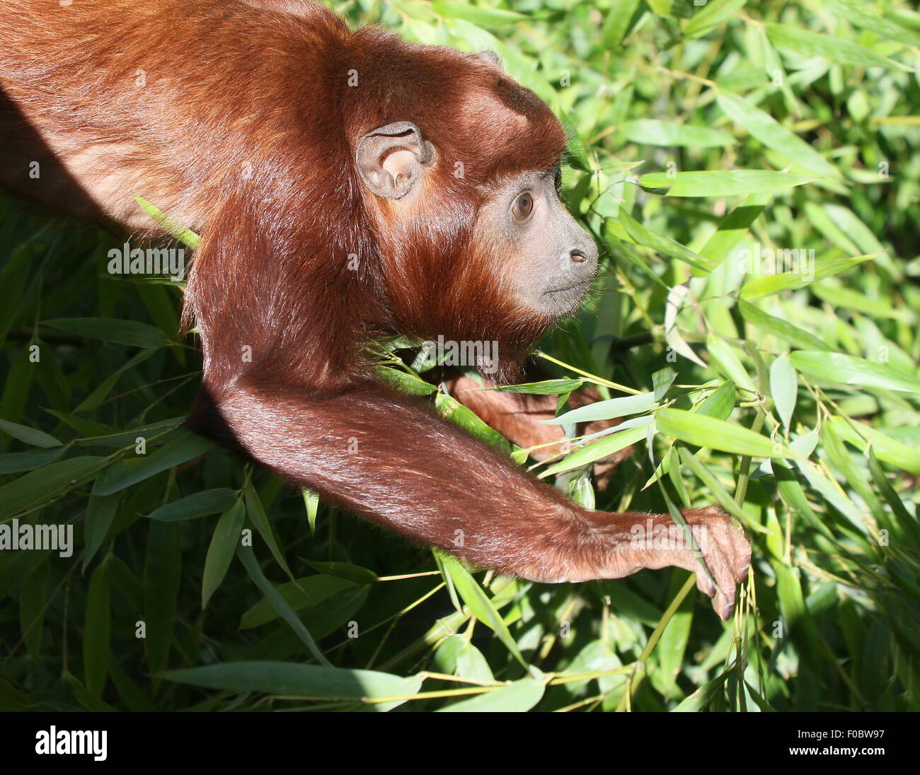 Howler Monkey Paws