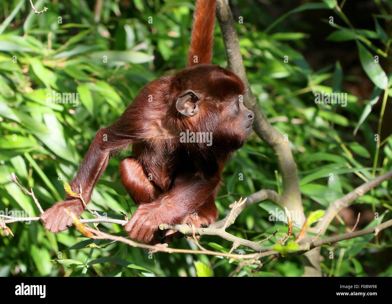 Howler monkeys ecuador hi-res stock photography and images - Alamy