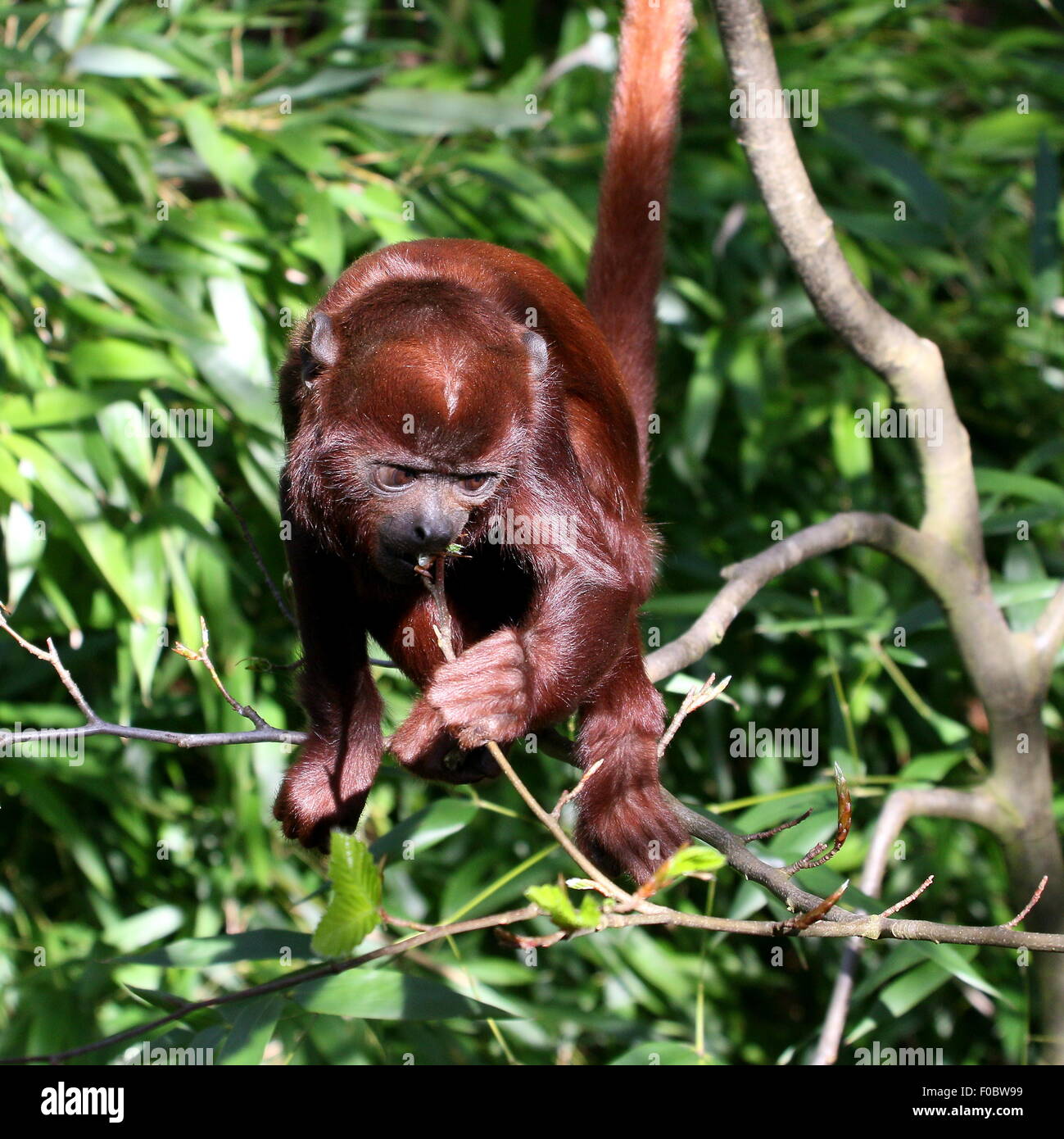 Young male Venezuelan red howler monkey (Alouatta seniculus) in a tree ...