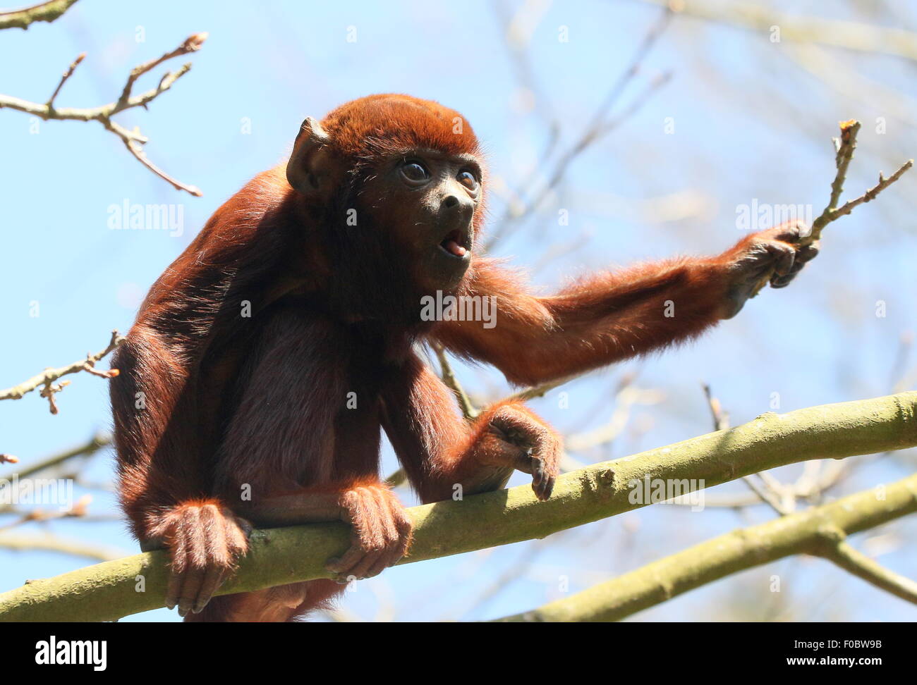 Juvenile Venezuelan red howler monkey (Alouatta seniculus) in a tree ...