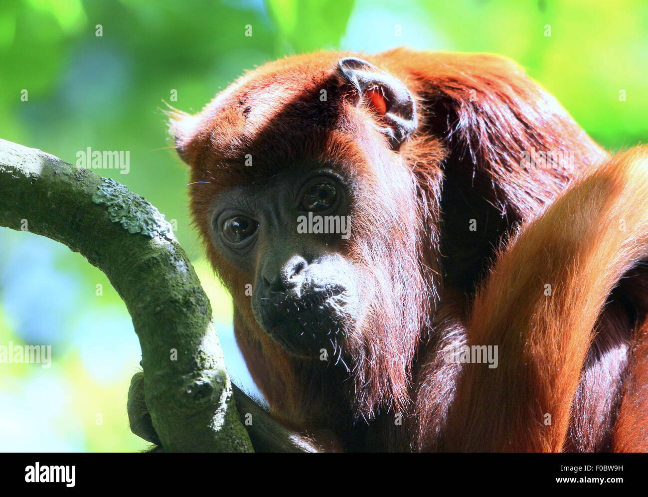 Young female Venezuelan red howler monkey (Alouatta seniculus Stock ...