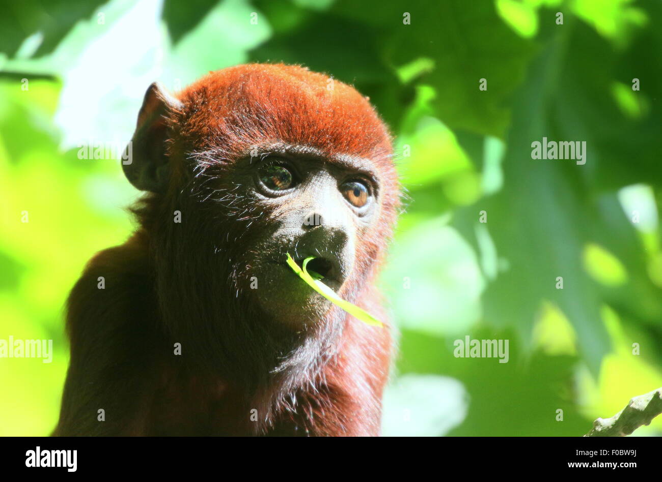 Juvenile Venezuelan red howler monkey (Alouatta seniculus) feeding on ...