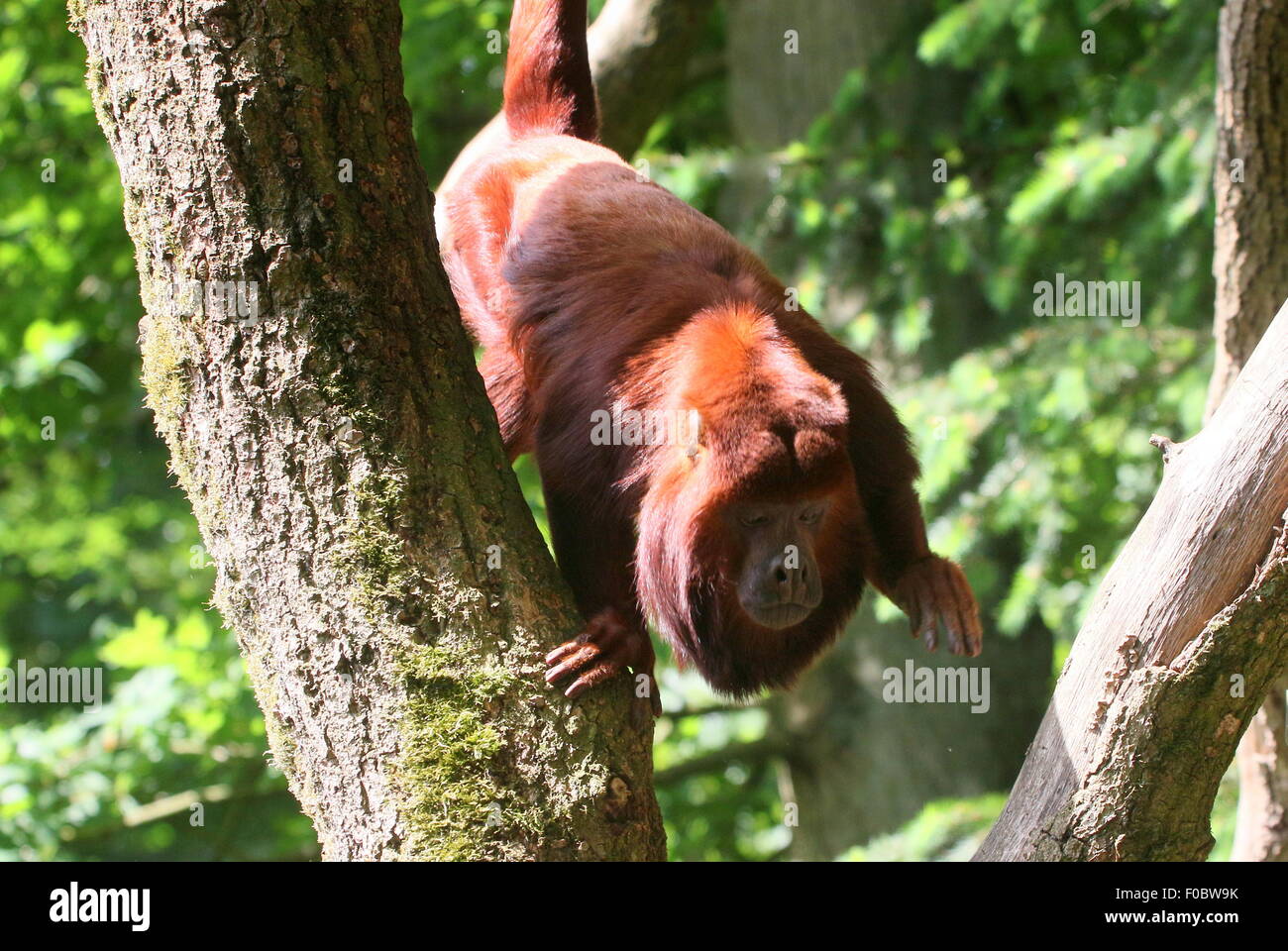 Mature alpha male Venezuelan red howler monkey (Alouatta seniculus ...