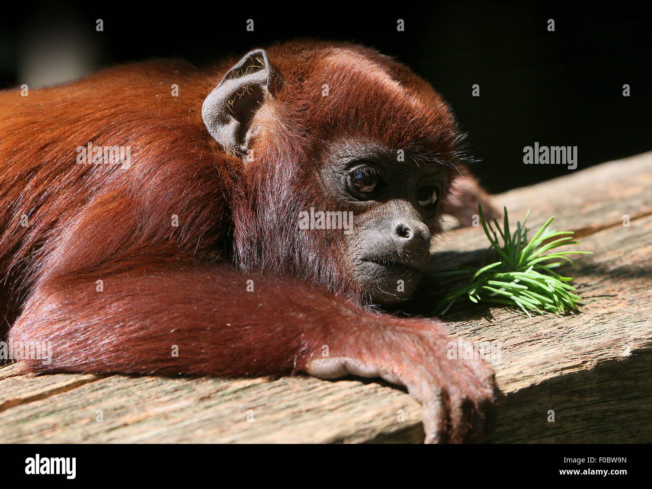 Juvenile male Venezuelan red howler monkey (Alouatta seniculus) lying ...