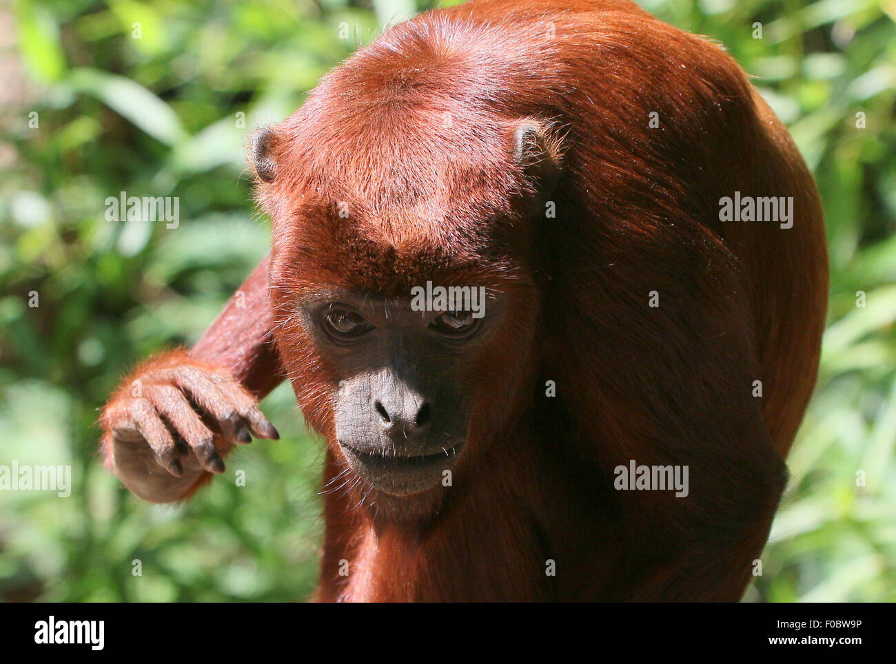 Young male Venezuelan red howler monkey (Alouatta seniculus Stock Photo ...