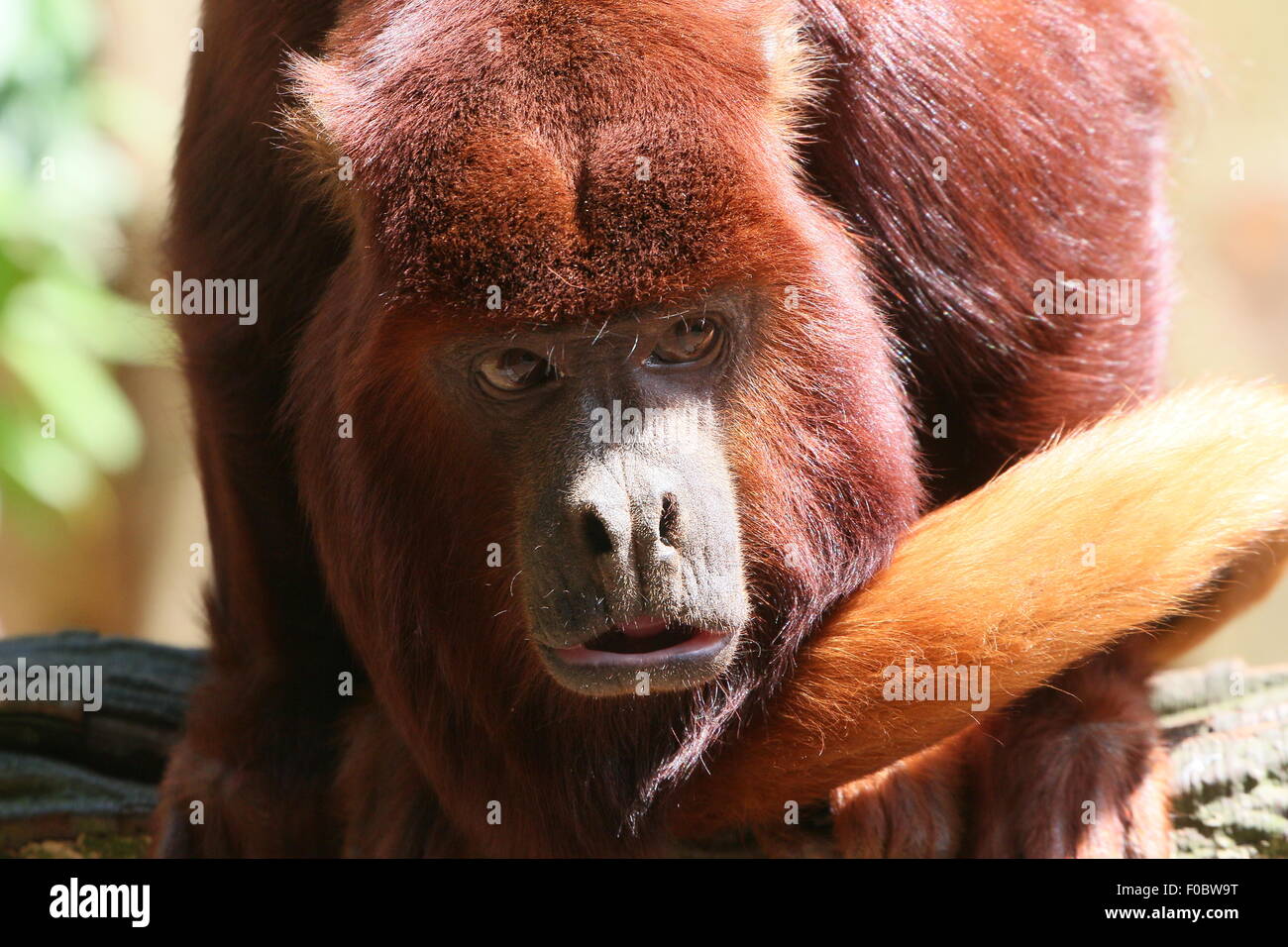 Close-up of the head of a mature alpha male Venezuelan red howler ...