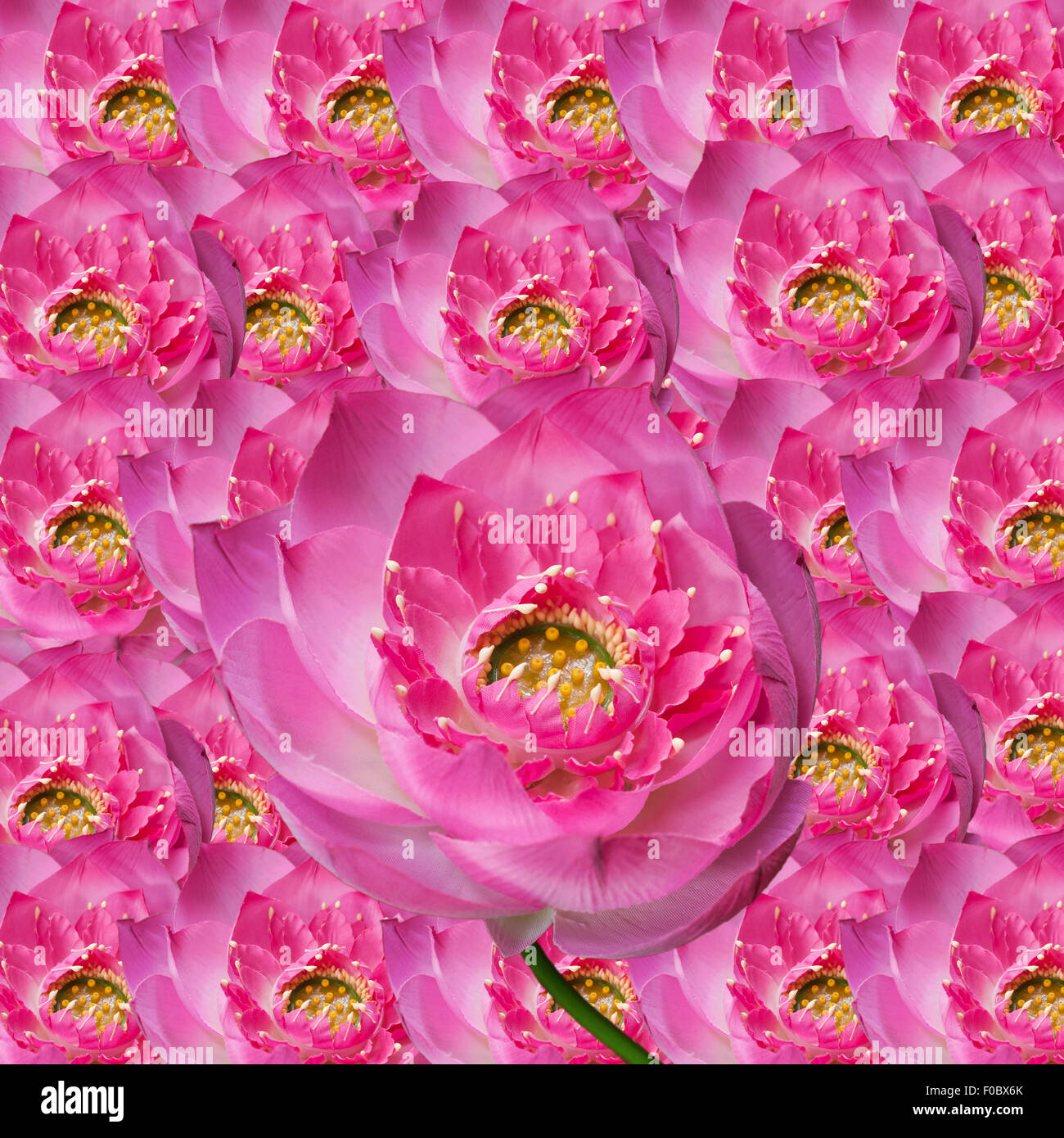 Flor De Lotus Percy Jackson